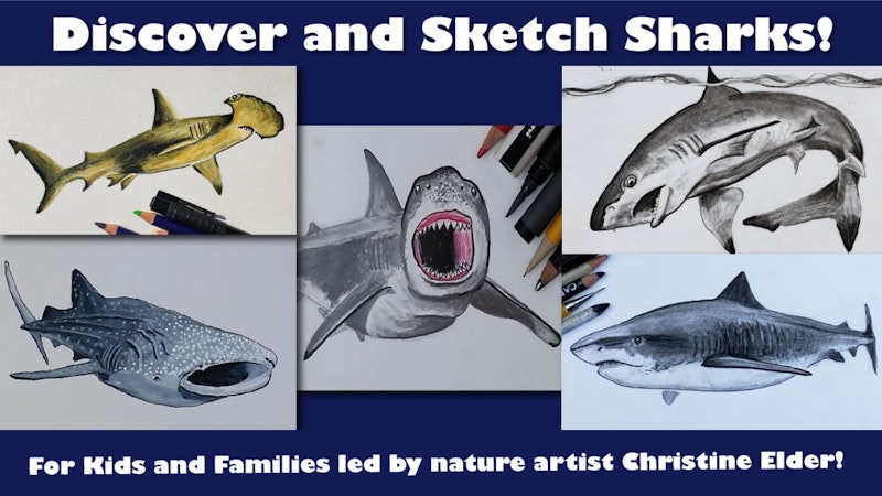 How To Draw A Great White Shark Step By Step For Kids